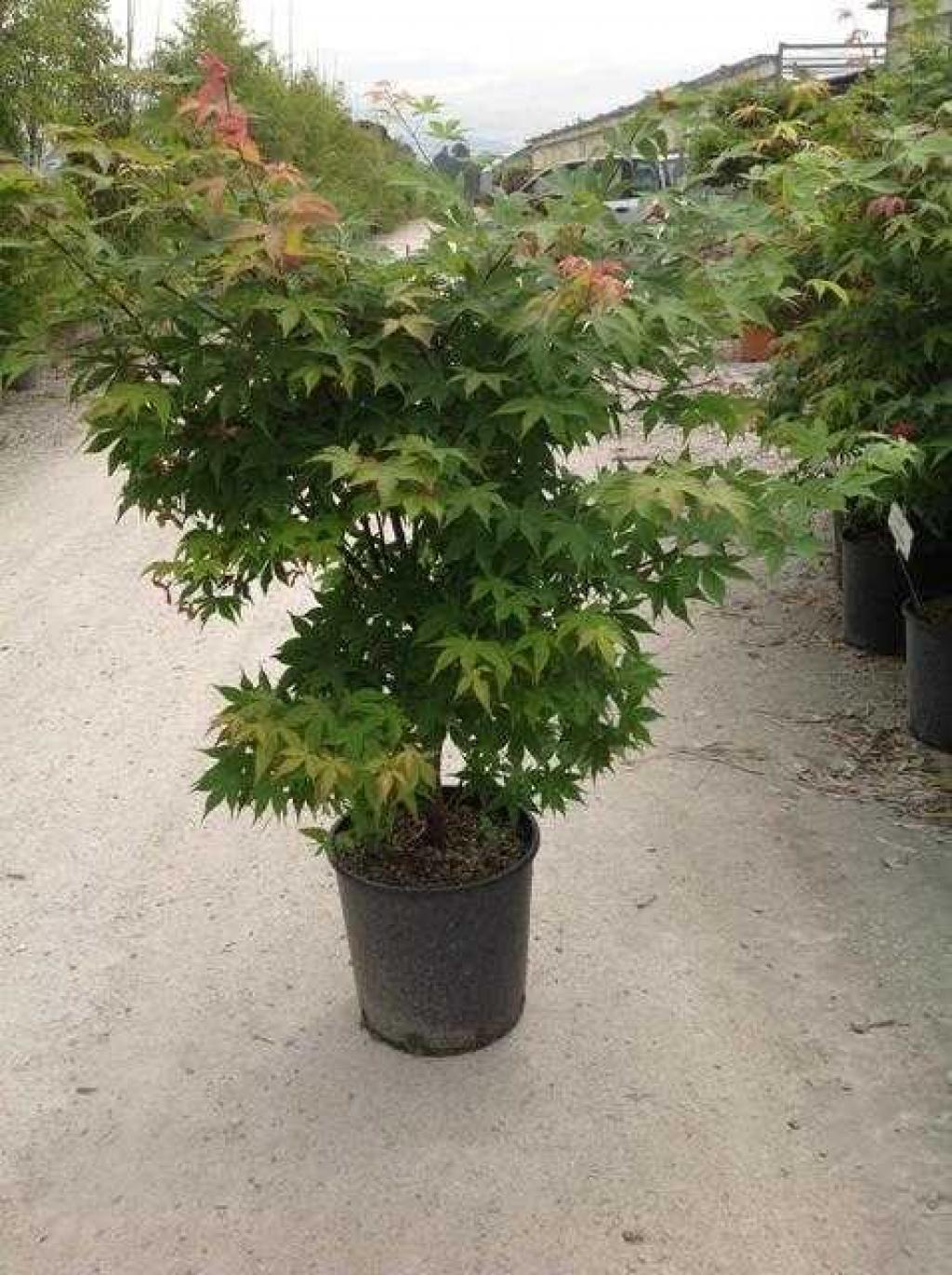 Acer palmatum – Arțar verde japonez – Ferma Iancu